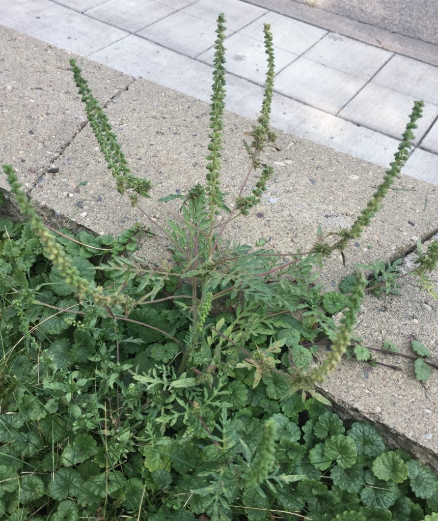 Ragweed – The McGerik Homestead