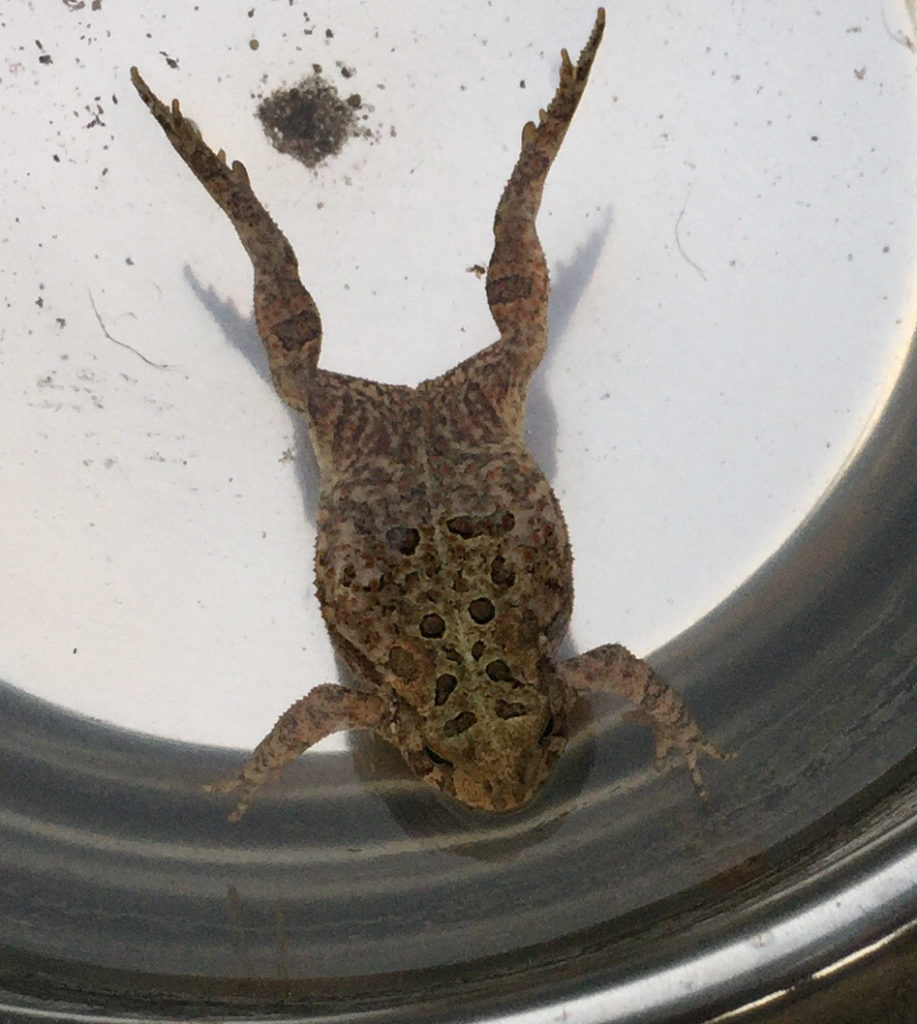 American Toad (Anaxyrus americanus) – The McGerik Homestead