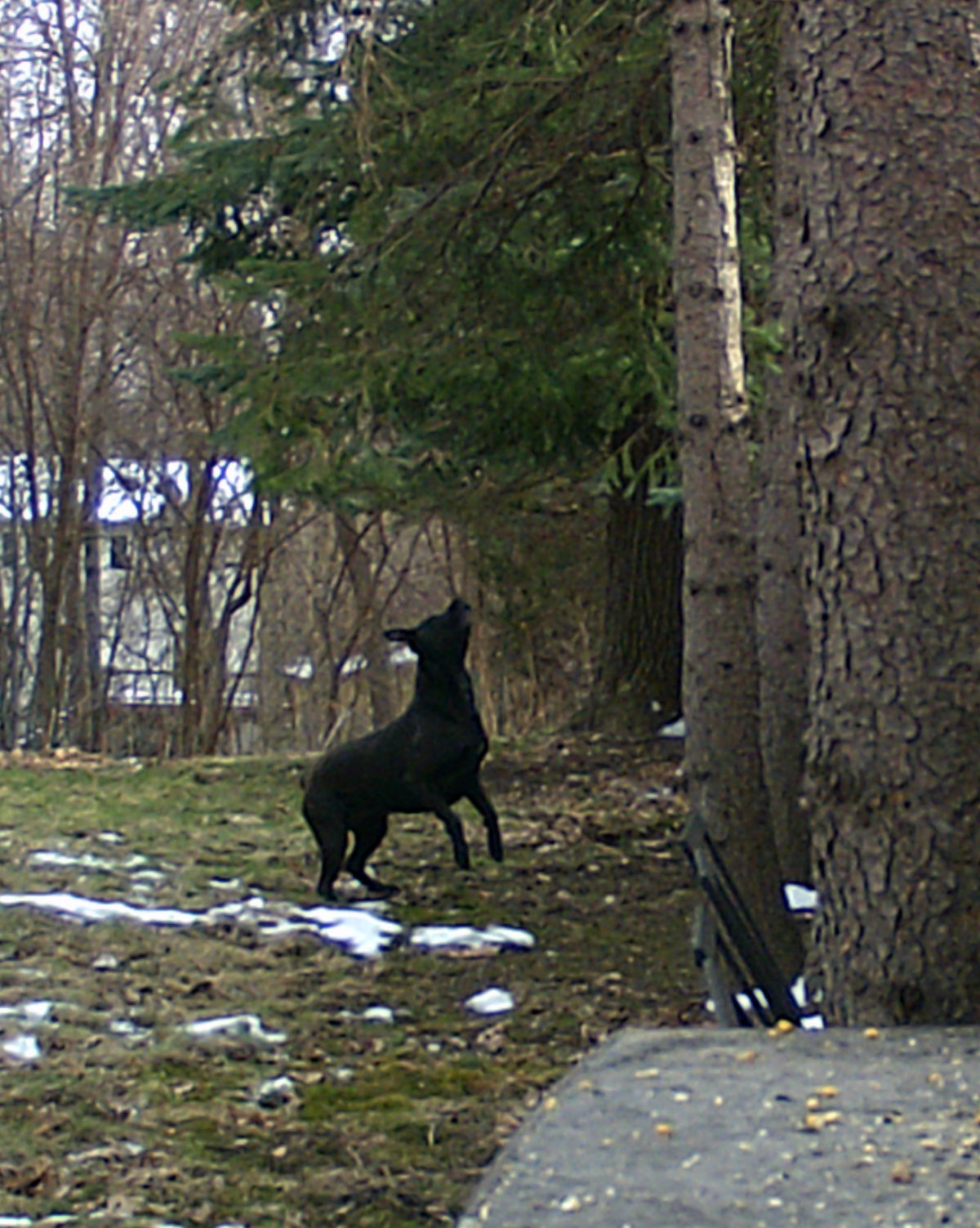 Lizzie Chasing Squirrels – The McGerik Homestead