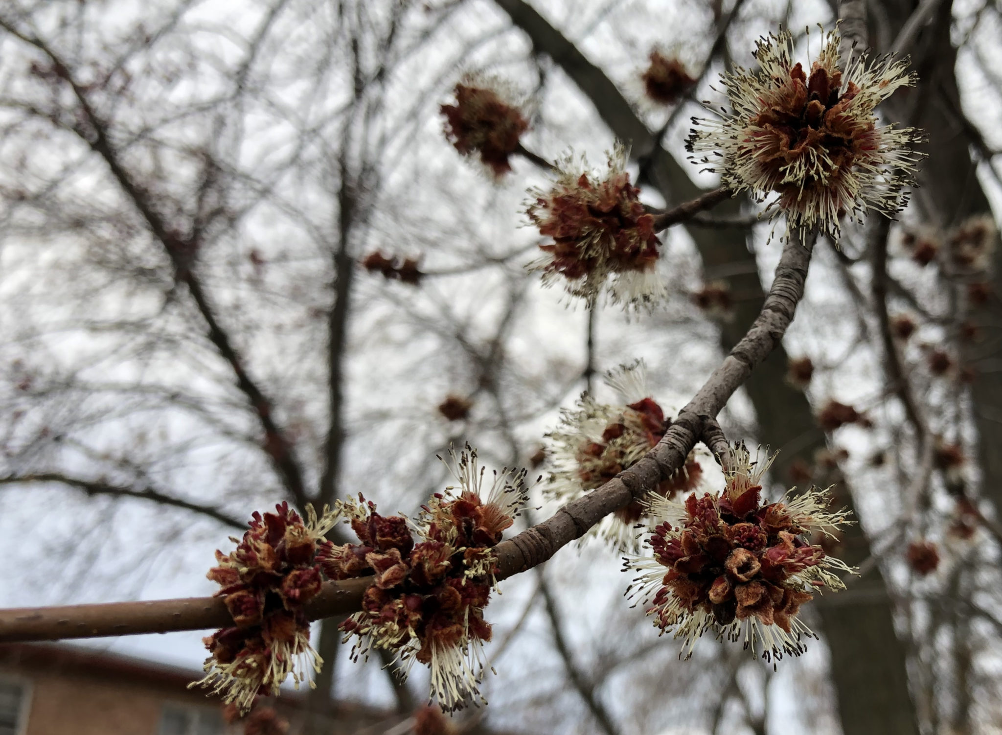 Budding Maple Trees – The McGerik Homestead